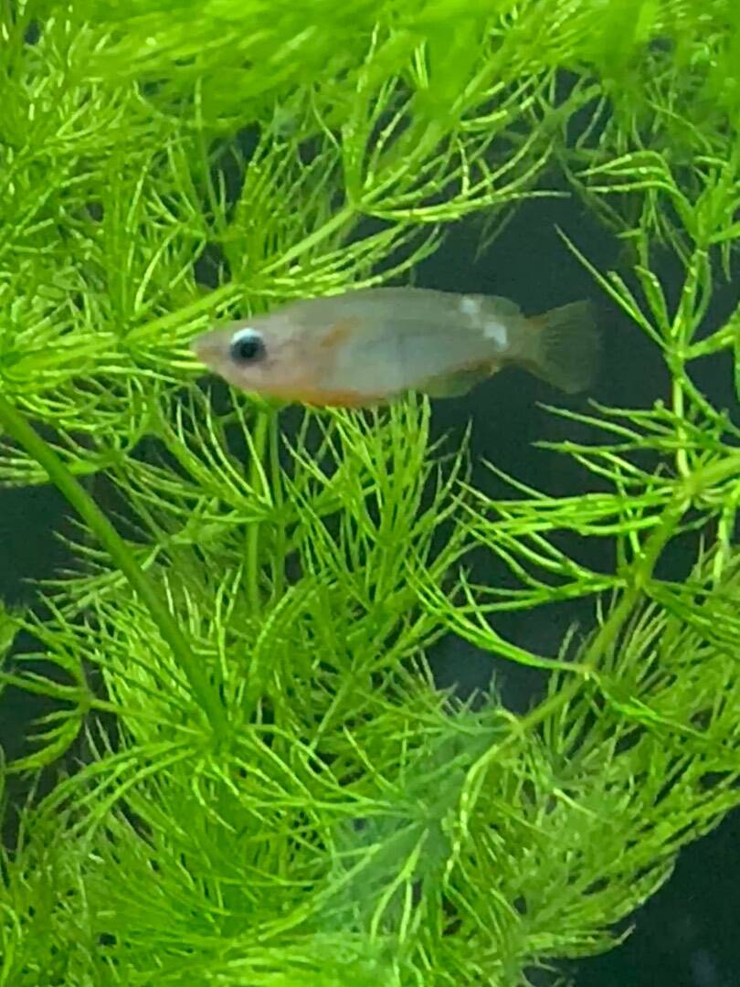 Daisy’s Rice Fish - Diseases - Aquarium Co-Op Forum