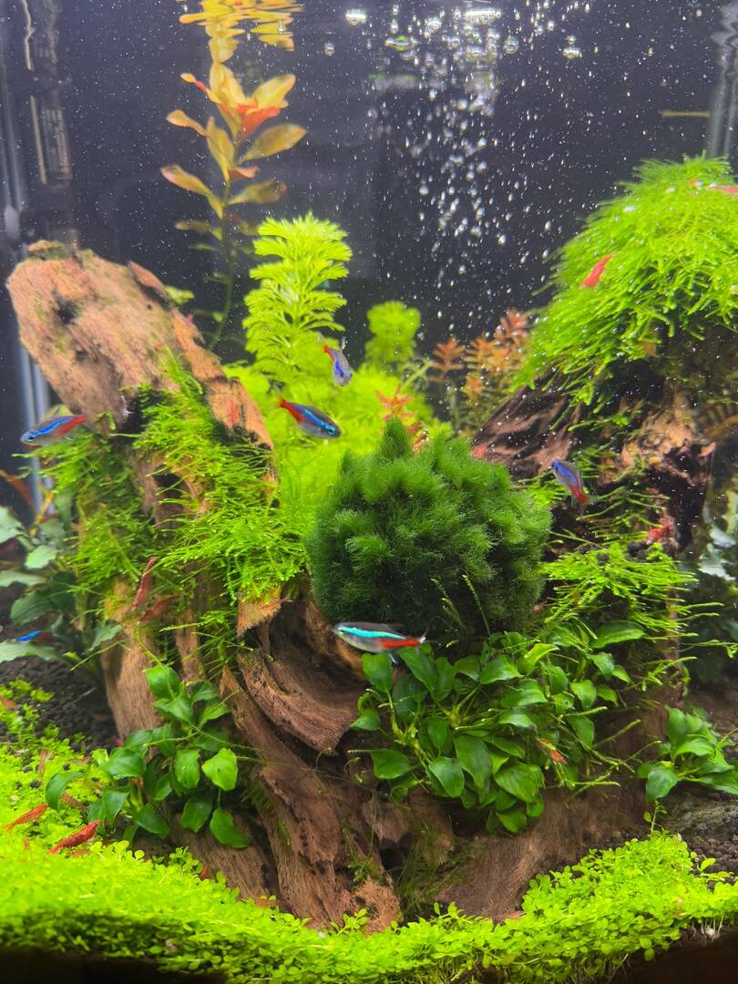 Fin rot in tetra neons - Diseases - Aquarium Co-Op Forum