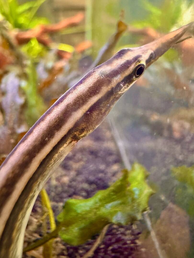 ID my eel? - General Discussion - C.A.R.E.