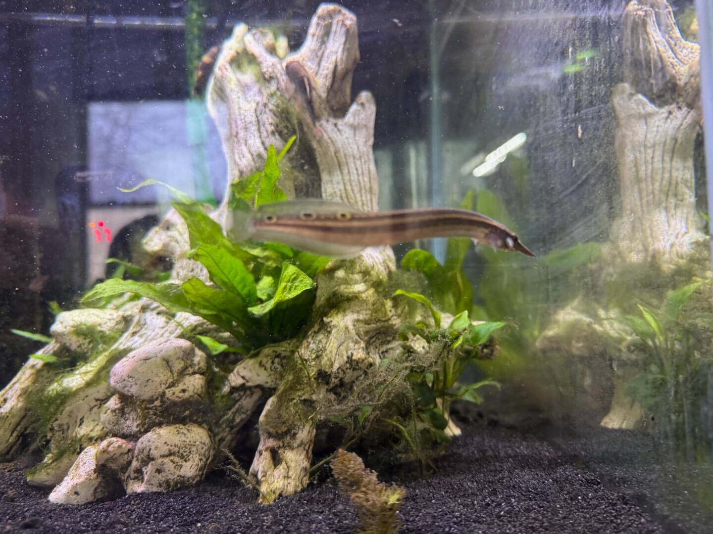 ID my eel? - General Chat - Aquarium Co-Op Forum