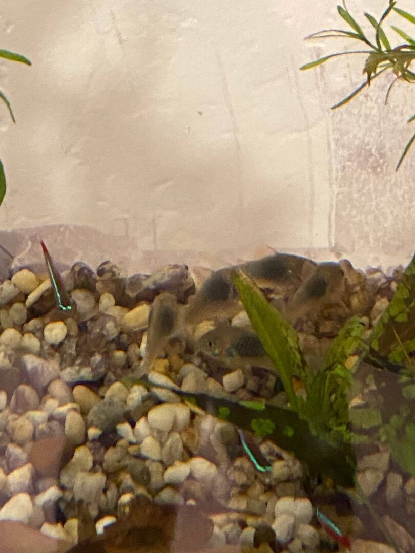 Alright successful cory keepers… I need your tricks! - General Chat ...