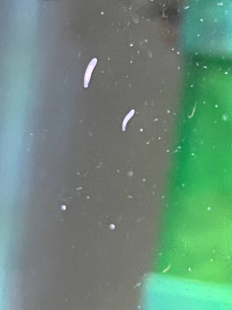 small white worms on the walls of the aquarium. - Diseases - Aquarium ...