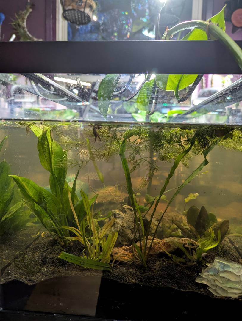 20 gallon planted community tank - Photos, Videos & Journals - C.A.R.E.