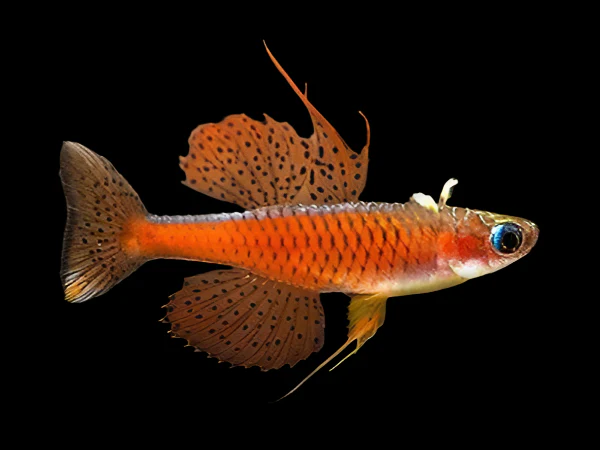 Pseudomugil Luminatus (or others) in 20 Gallon High - General Chat ...