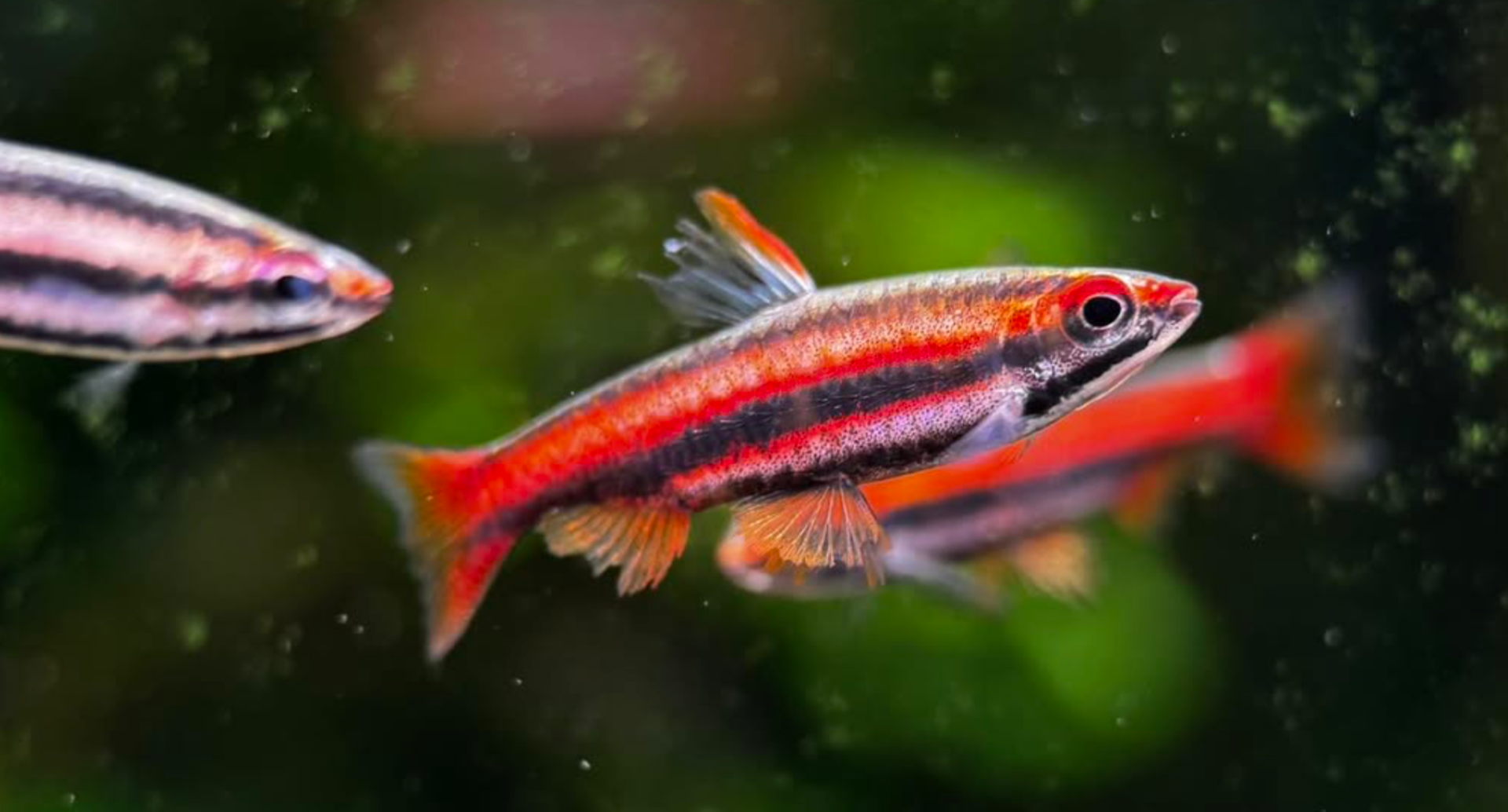 10 Gallon Breed 2 species - Fish Breeding - Aquarium Co-Op Forum