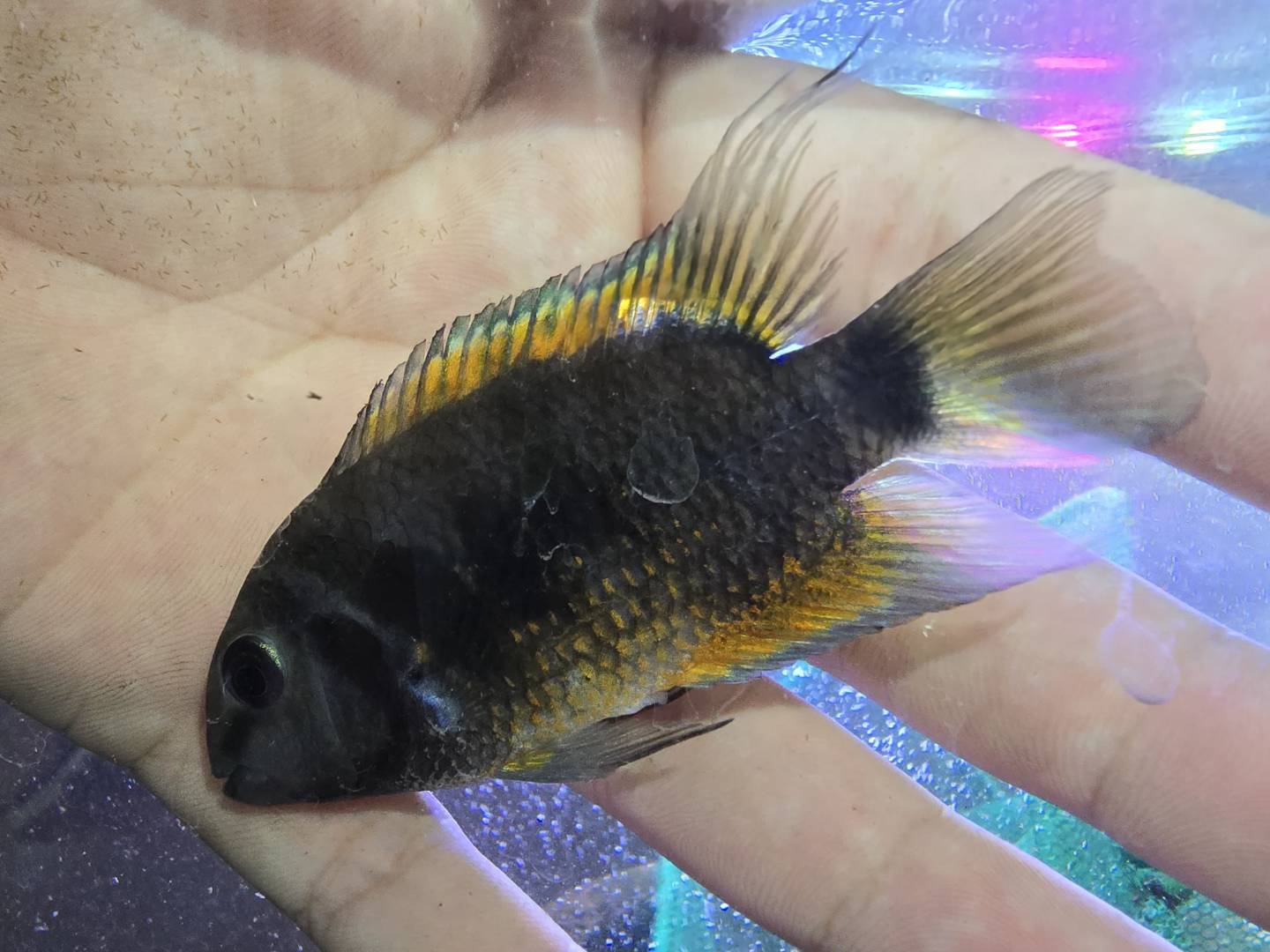 Wild Caught Convict Cichlid With Increased Gold/Yellow Pigmentation ...