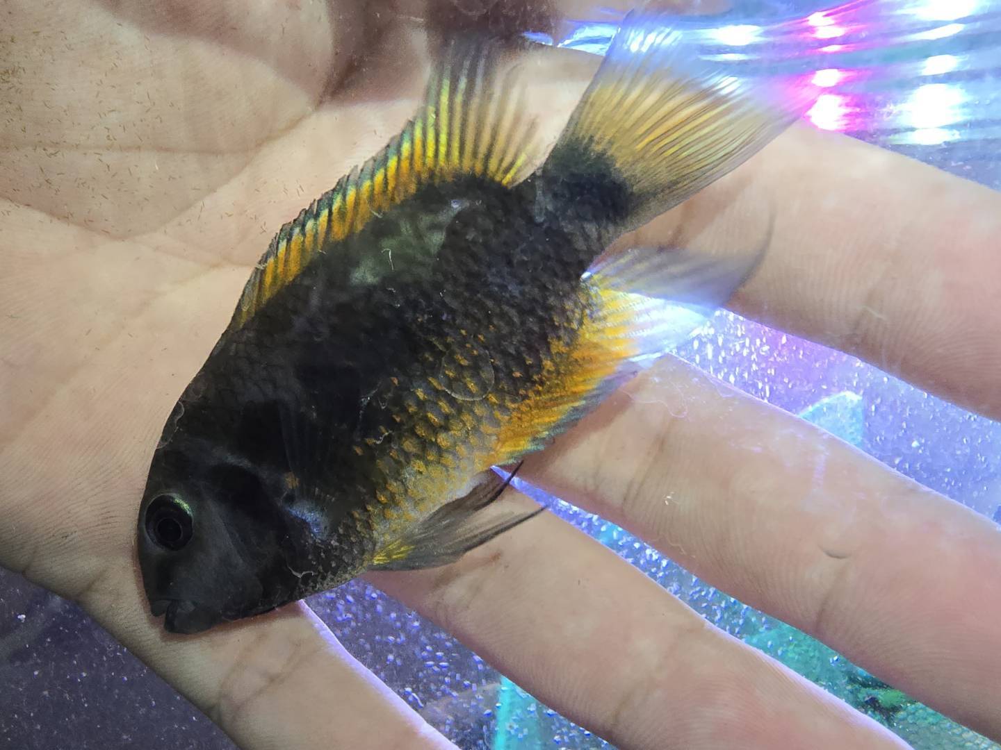 Wild Caught Convict Cichlid With Increased Gold/Yellow Pigmentation ...