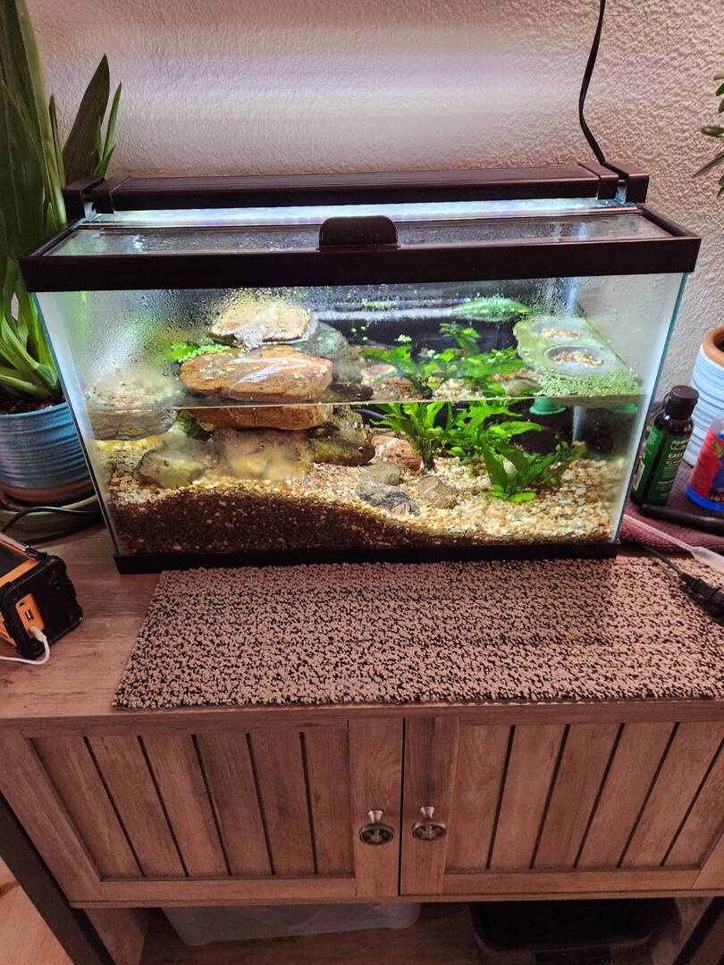 Growing Brine Shrimp - Photos, Videos & Journals - Aquarium Co-Op Forum