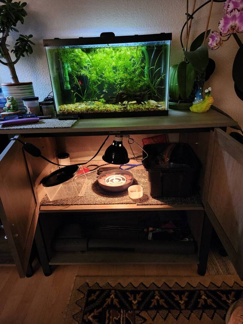 Growing Brine Shrimp - Photos, Videos & Journals - Aquarium Co-Op Forum