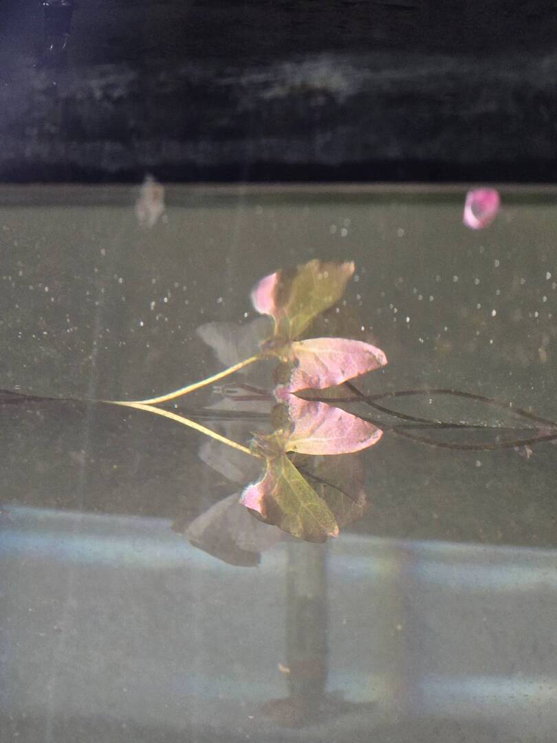 Tiger Barbs & Bleeding Heart tetras- gone crazy - General Chat ...