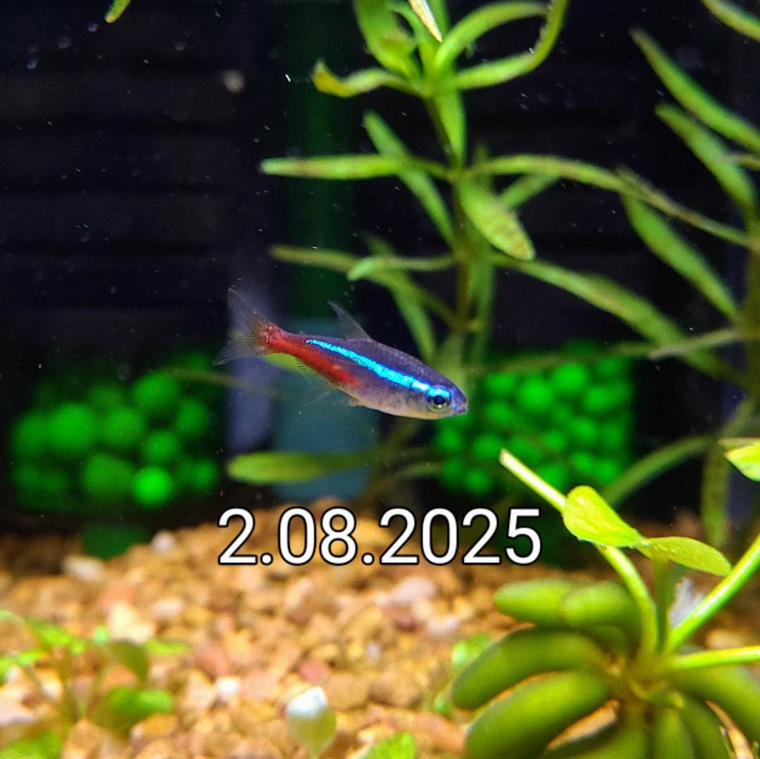 Wormy things in my two tanks - Diseases - Aquarium Co-Op Forum