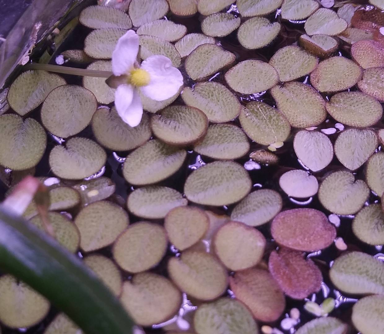 The reclamation and resuscitation of the snail habitats - Photos ...