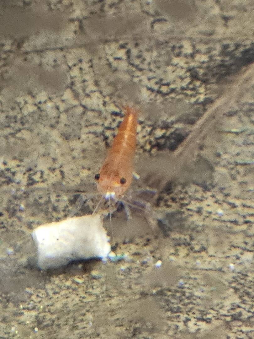 White stuff on shrimp horn - Shrimp Chat - Aquarium Co-Op Forum