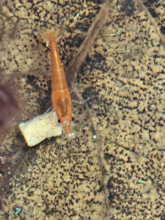 White stuff on shrimp horn - Shrimp Chat - Aquarium Co-Op Forum