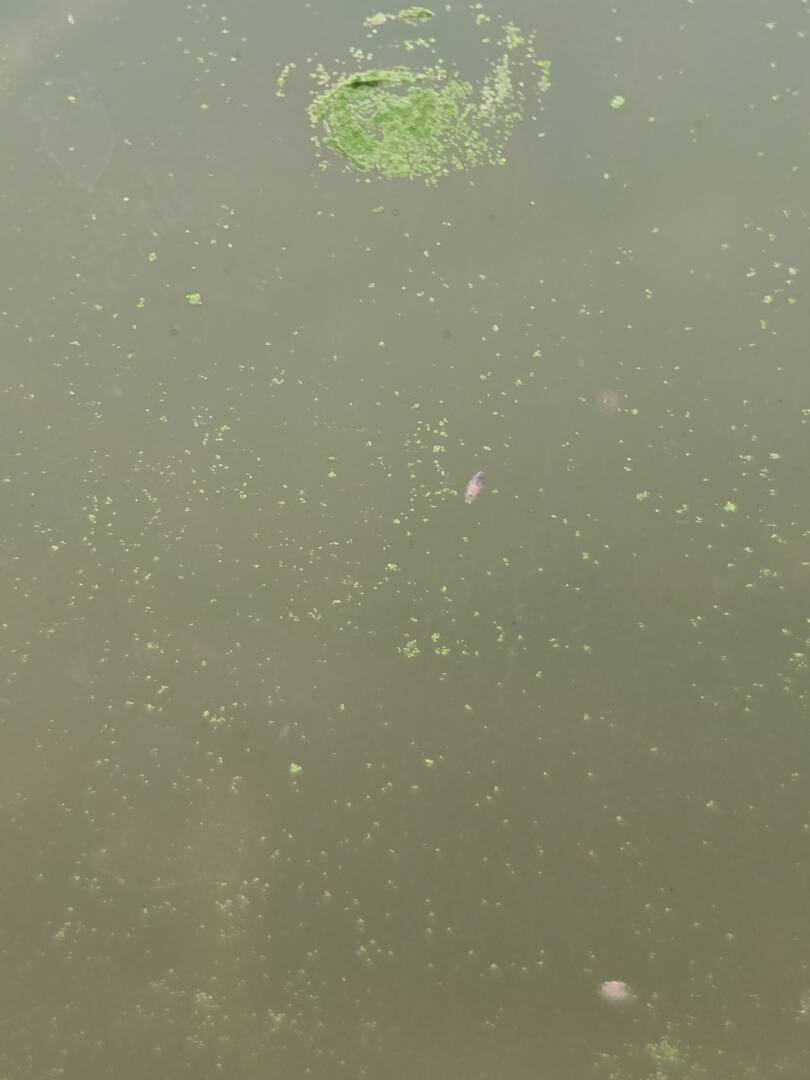 Think these are pods? - General Chat - Aquarium Co-Op Forum