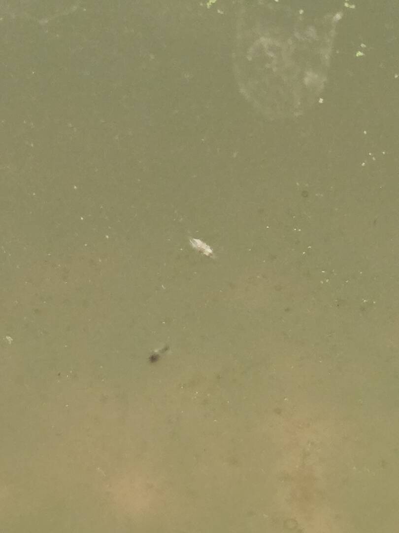 Think these are pods? - General Chat - Aquarium Co-Op Forum