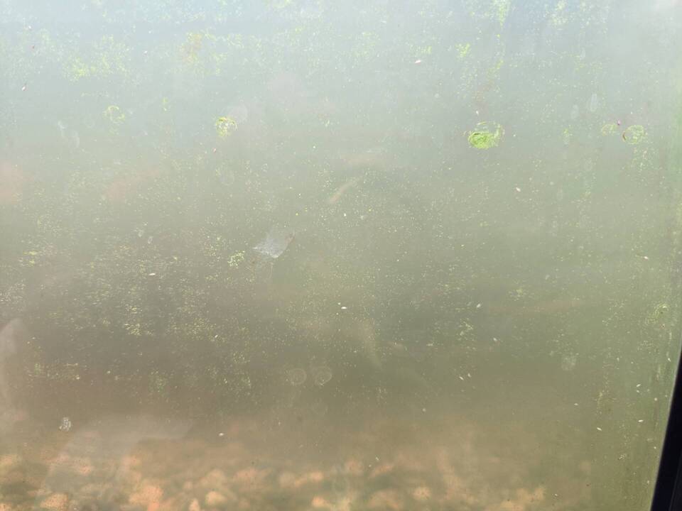 Think these are pods? - General Chat - Aquarium Co-Op Forum