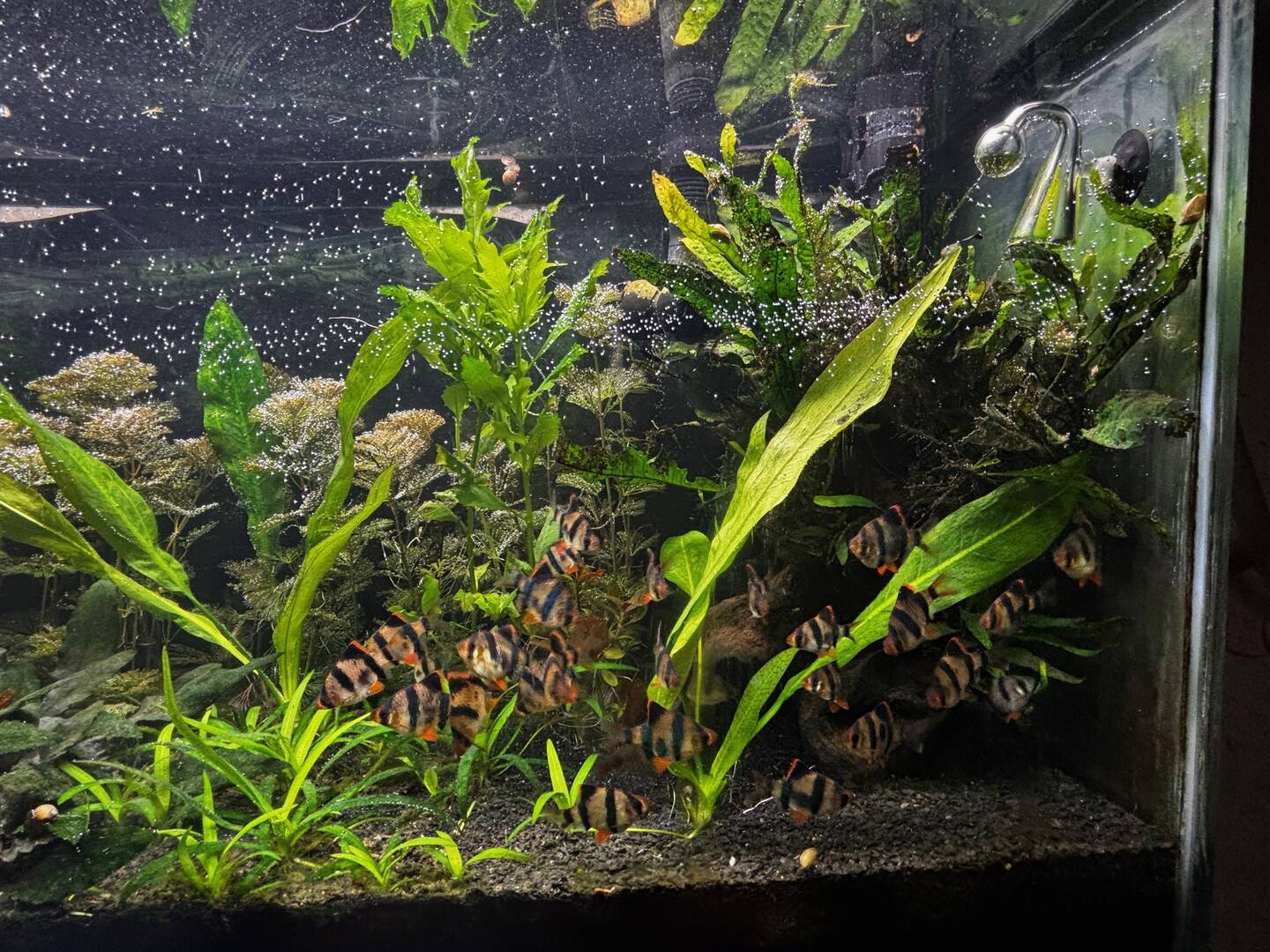 My 75 Gallon mainly tiger barbs - General Chat - Aquarium Co-Op Forum
