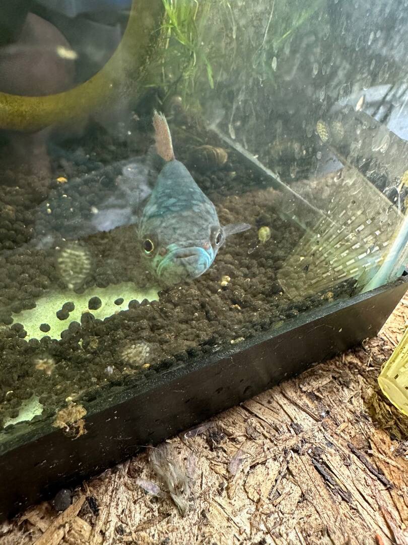 It’s breeding time in the fish shed - Fish Breeding - C.A.R.E.