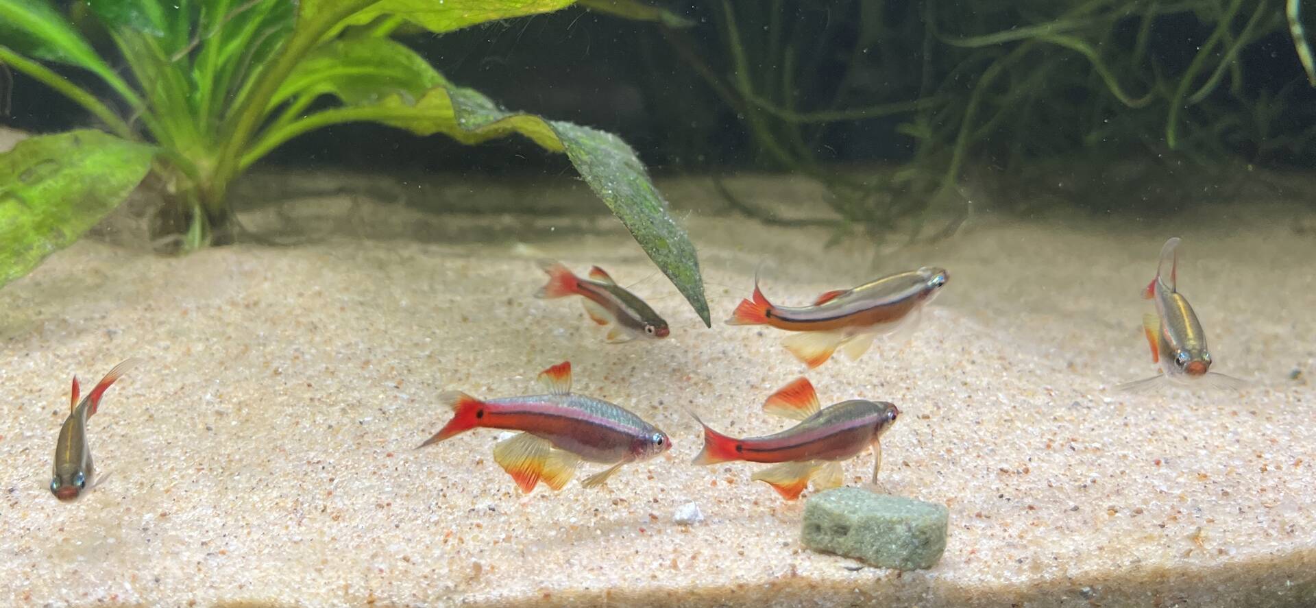 Long fin white cloud photo op - General Chat - Aquarium Co-Op Forum
