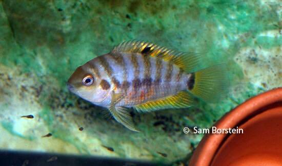 Wild Caught Convict Cichlid With Increased Gold/Yellow Pigmentation ...
