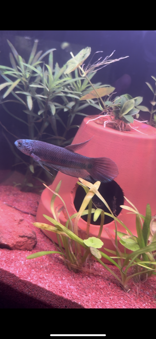 Betta Antuta Pair! - Fish Breeding - Aquarium Co-Op Forum