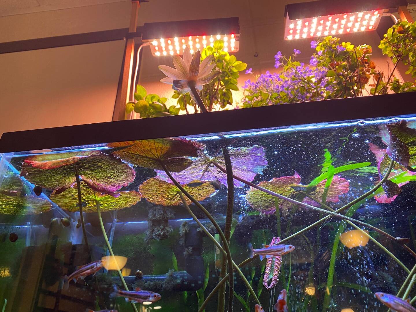 First ever Aquarium Tiger Lily Flower - Plants, Algae, and Fertilizers ...