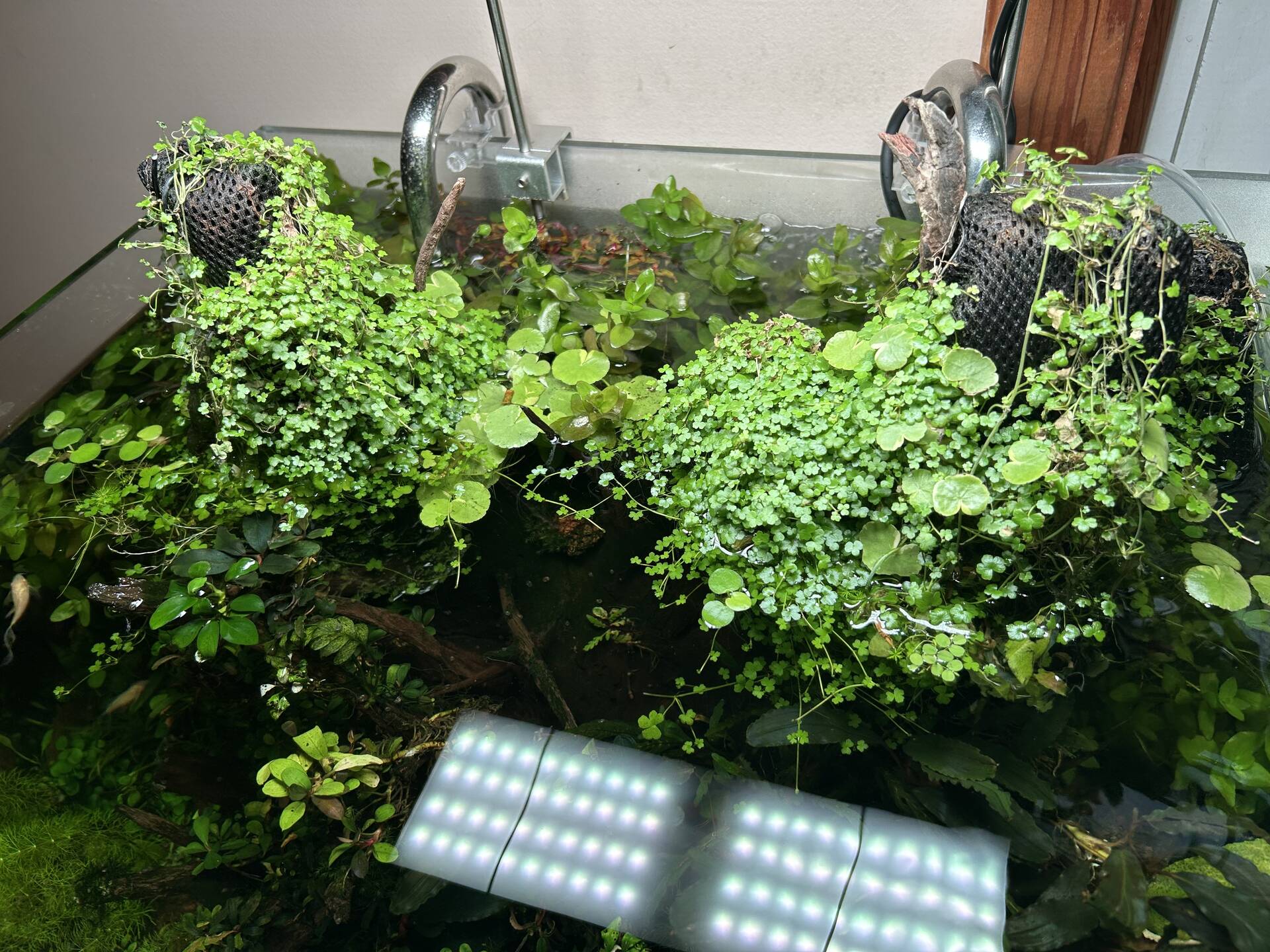 Jessica's Nature Aquariums - Photos, Videos & Journals - Aquarium Co-Op ...