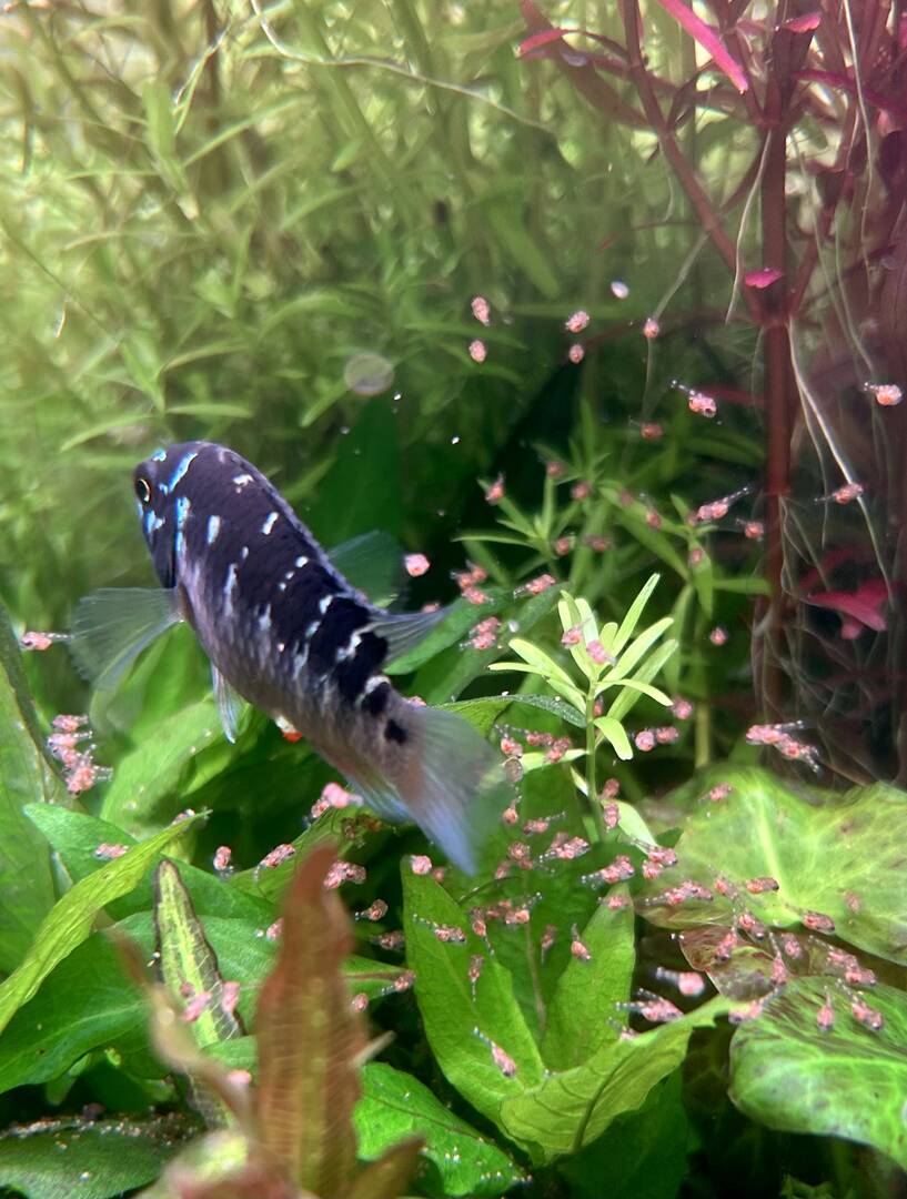 Accidentally a Mom? Surprise Babies - Ivanacara Bimaculata - Fish ...