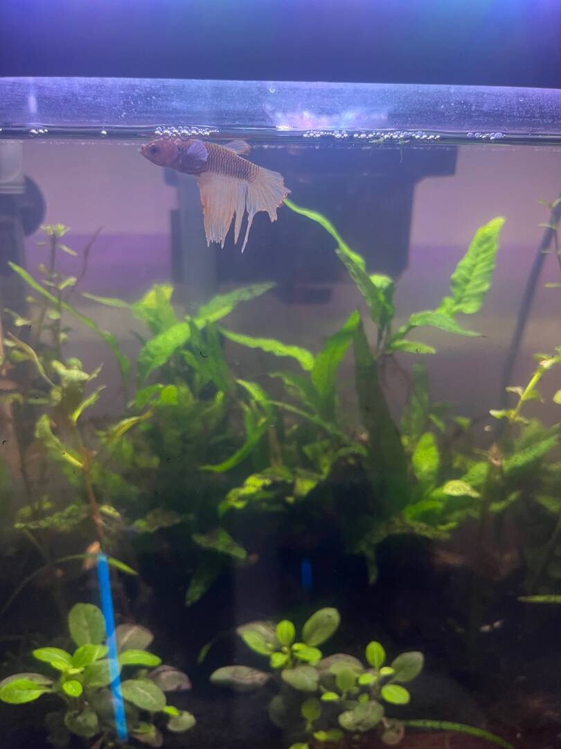 Betta fin rot - not sure if treatment is working - Diseases - Aquarium ...