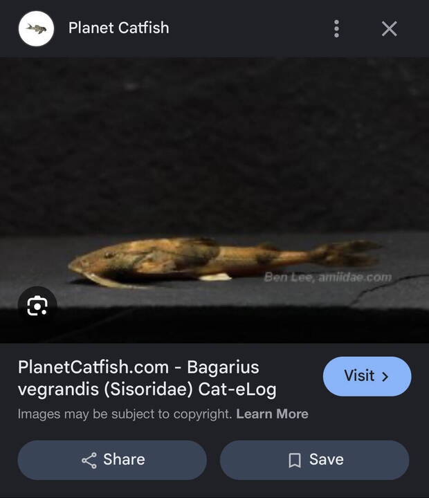 My new most wanted catfish - General Chat - Aquarium Co-Op Forum