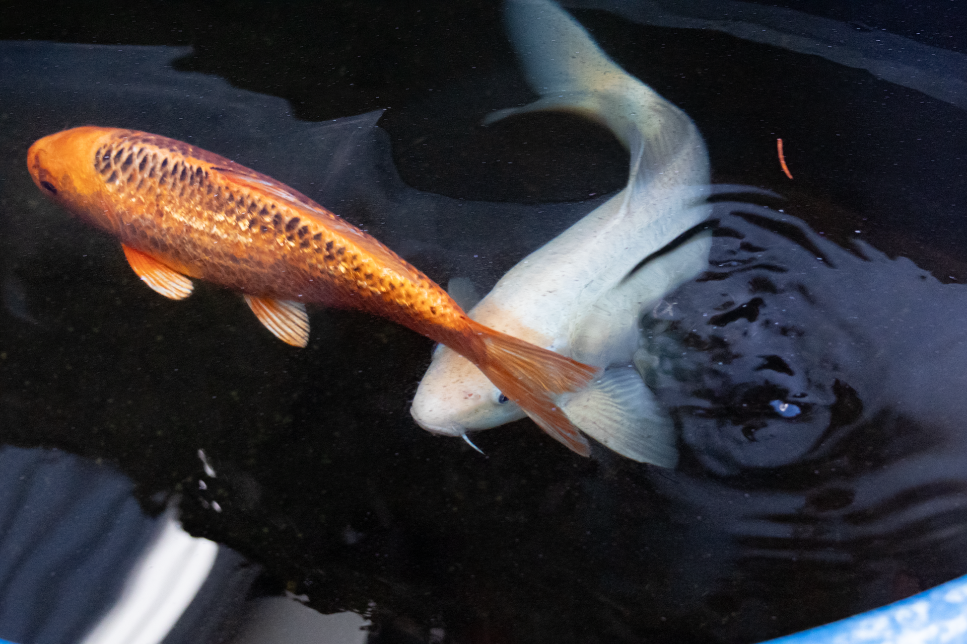 Tips for improving fish photography? - General Chat - Aquarium Co-Op Forum