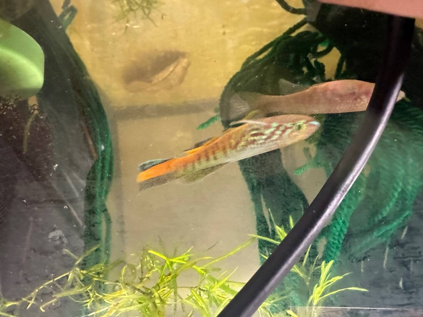 It’s breeding time in the fish shed - Fish Breeding - Aquarium Co-Op Forum