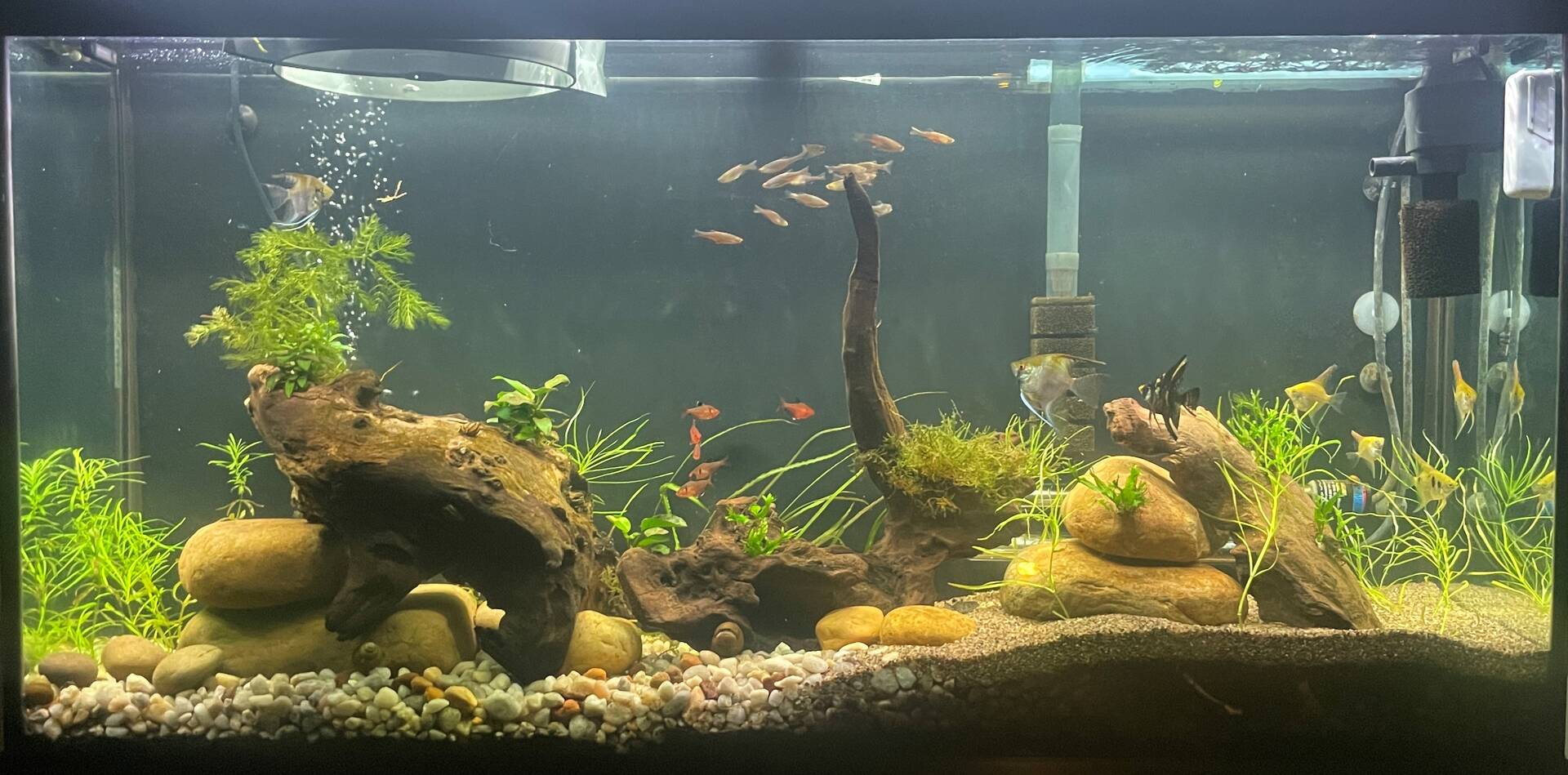 60 Gallon Planted Community Tank - Photos, Videos & Journals - Aquarium ...