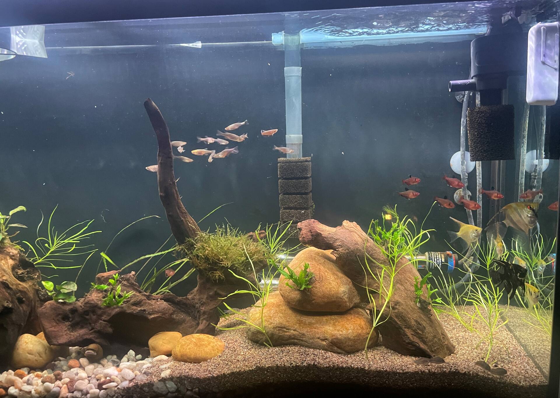 60 Gallon Planted Community Tank - Photos, Videos & Journals - Aquarium ...