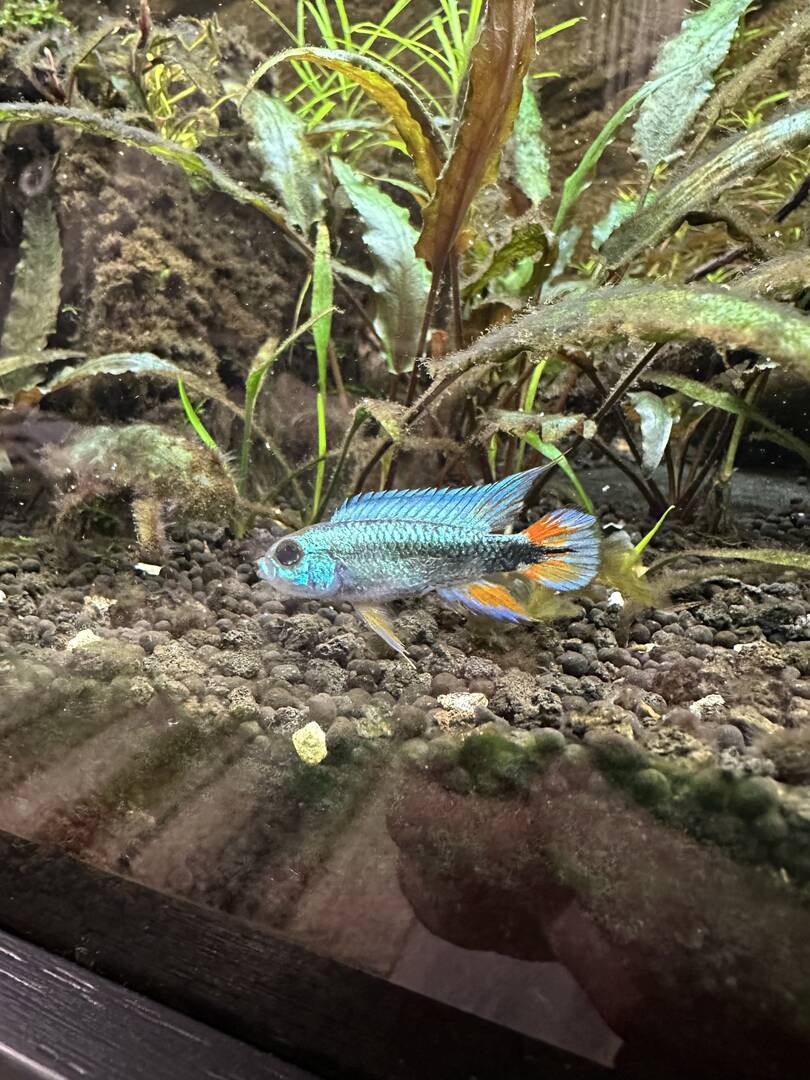 Blue Flame Apisto Agazzii Journal - Fish Breeding - Aquarium Co-Op Forum