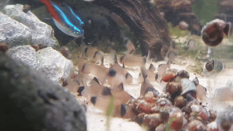20-long Panda Corydora factory - Photos, Videos & Journals - Aquarium ...