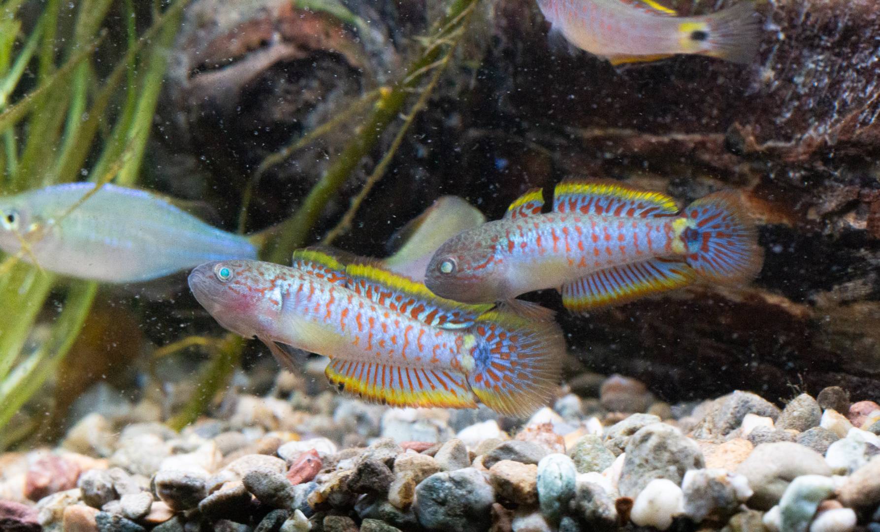 Sexing a peacock gudgeon juvenile - Fish Breeding - Aquarium Co-Op Forum