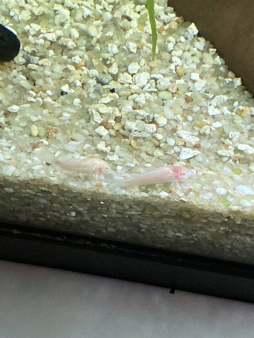 Cory catfish with red on its head - Diseases - Aquarium Co-Op Forum