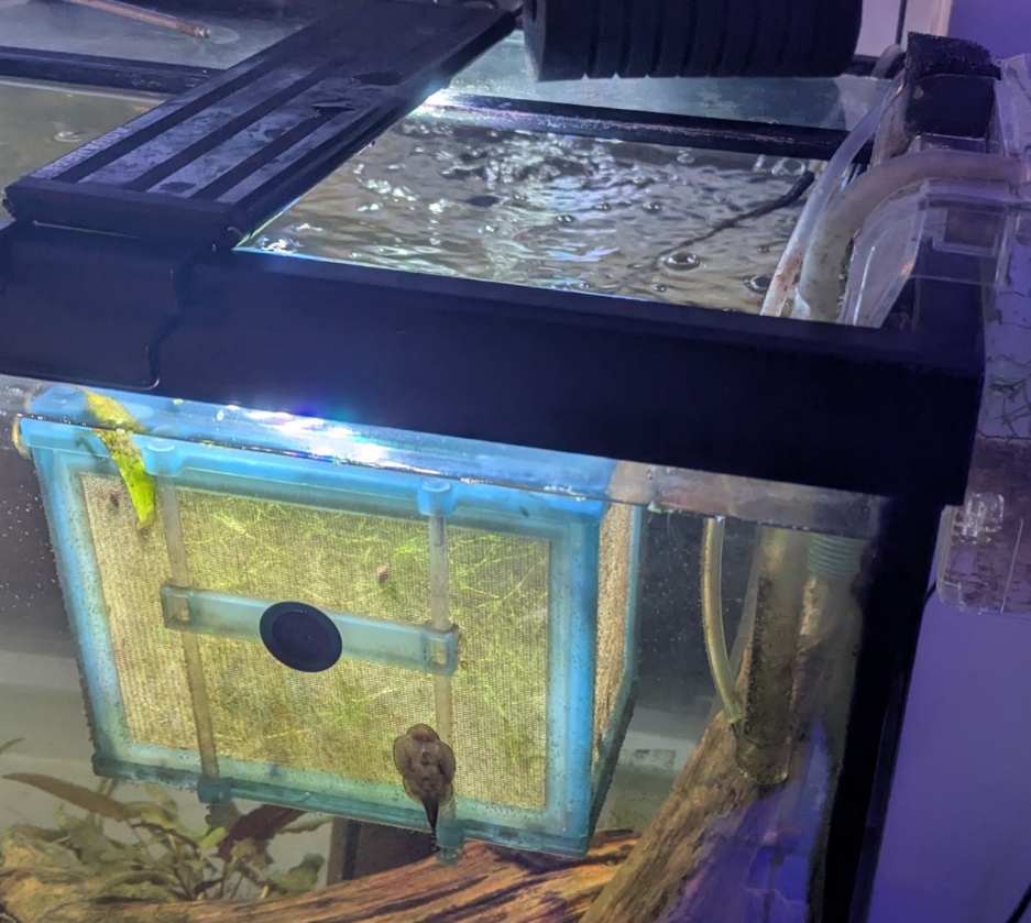 Is my CPD breeding setup going to be successful? - Fish Breeding ...