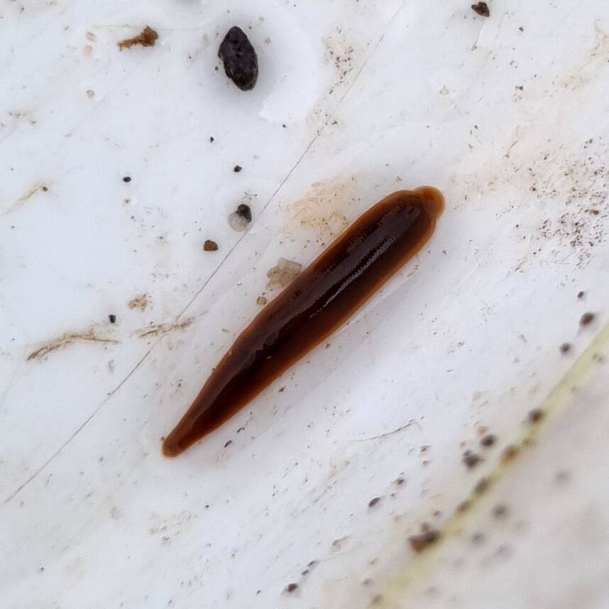 My fish ate a leech - do I really need to be worried? - Diseases ...