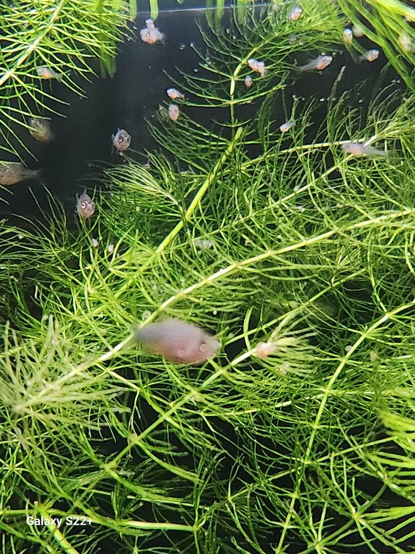 Cpd's - Fish Breeding - Aquarium Co-Op Forum