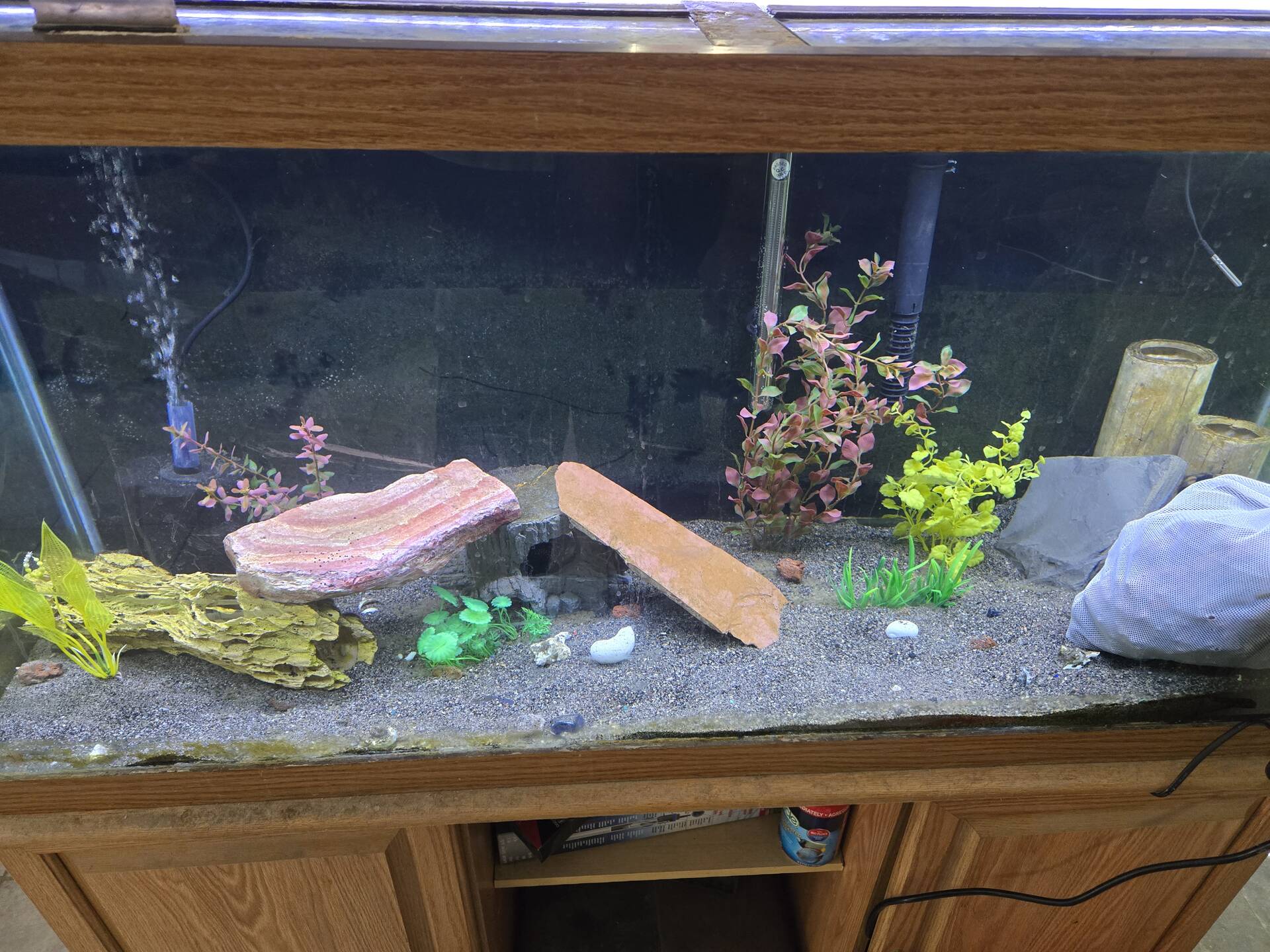 Random poor quality pics - Photos, Videos & Journals - Aquarium Co-Op Forum