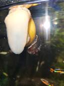 Babbalucci - Aquarium Co-Op Forum