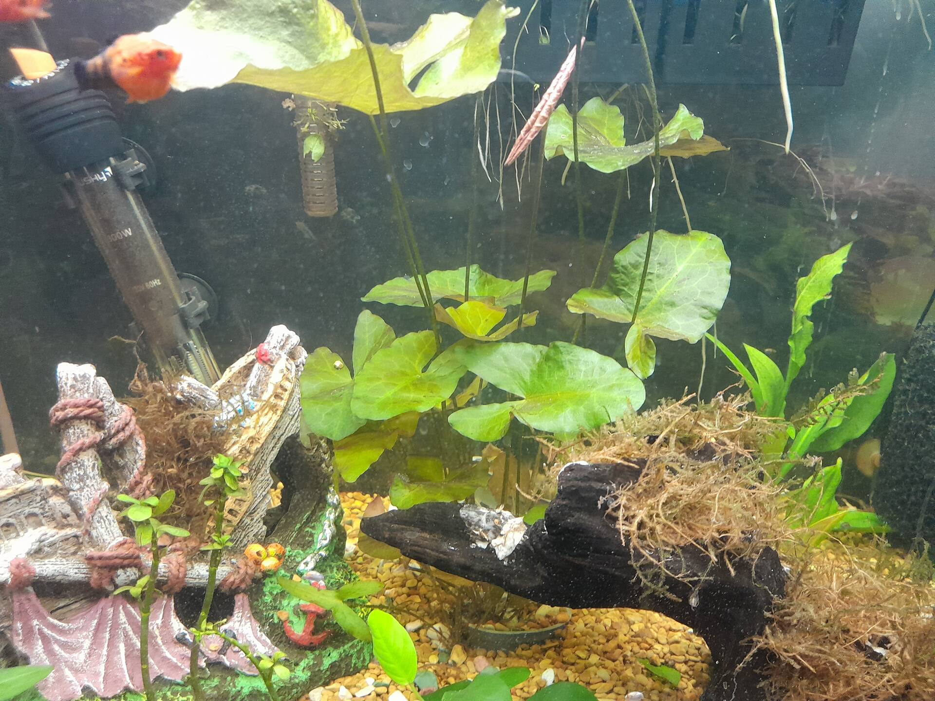 7 week update on plant growth - Plants, Algae, and Fertilizers ...