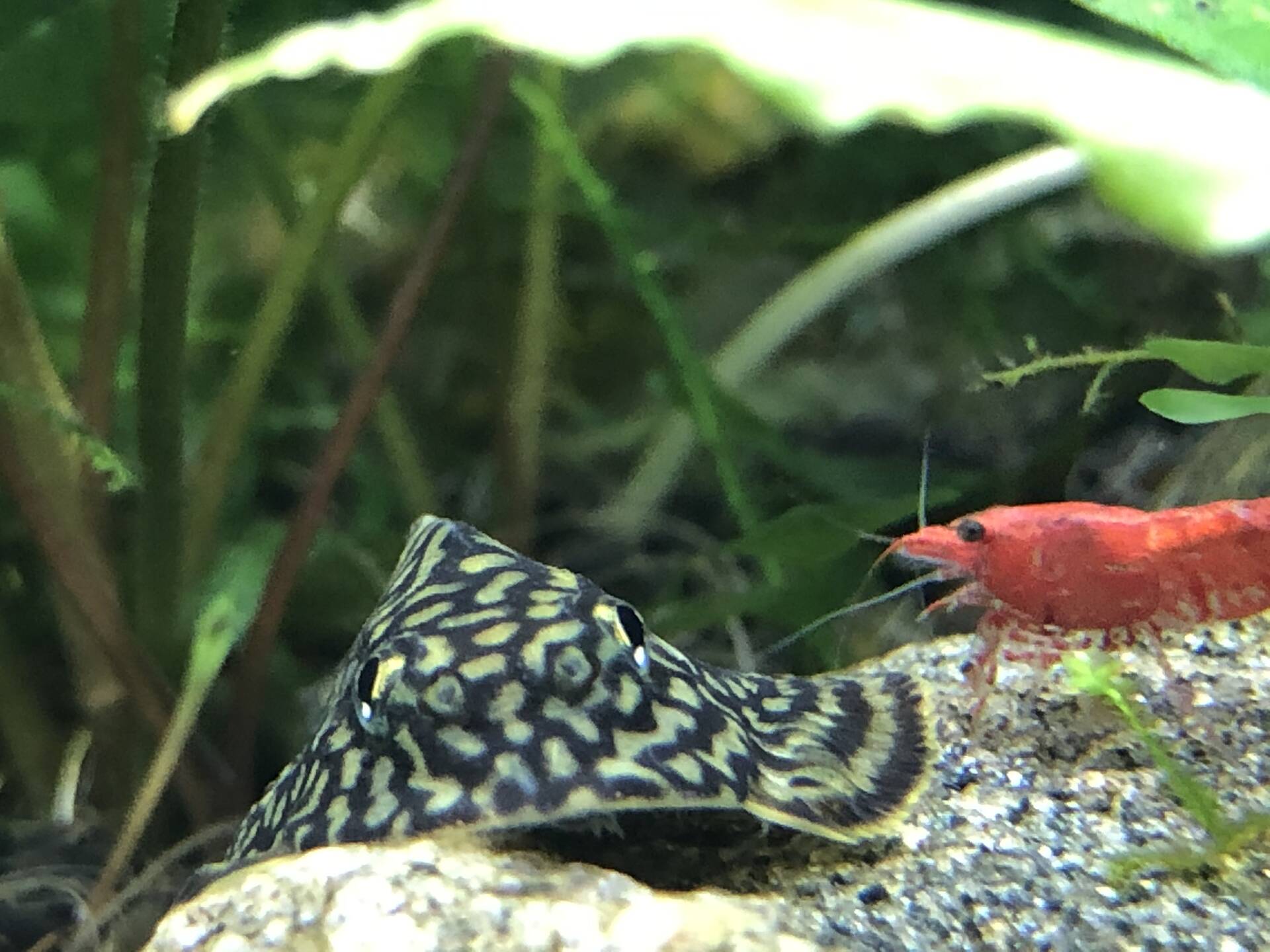 Most profitable colormorphs - Shrimp Chat - Aquarium Co-Op Forum