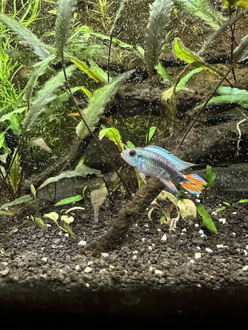 Blue Flame Apisto Agazzii Journal - Fish Breeding - Aquarium Co-Op Forum