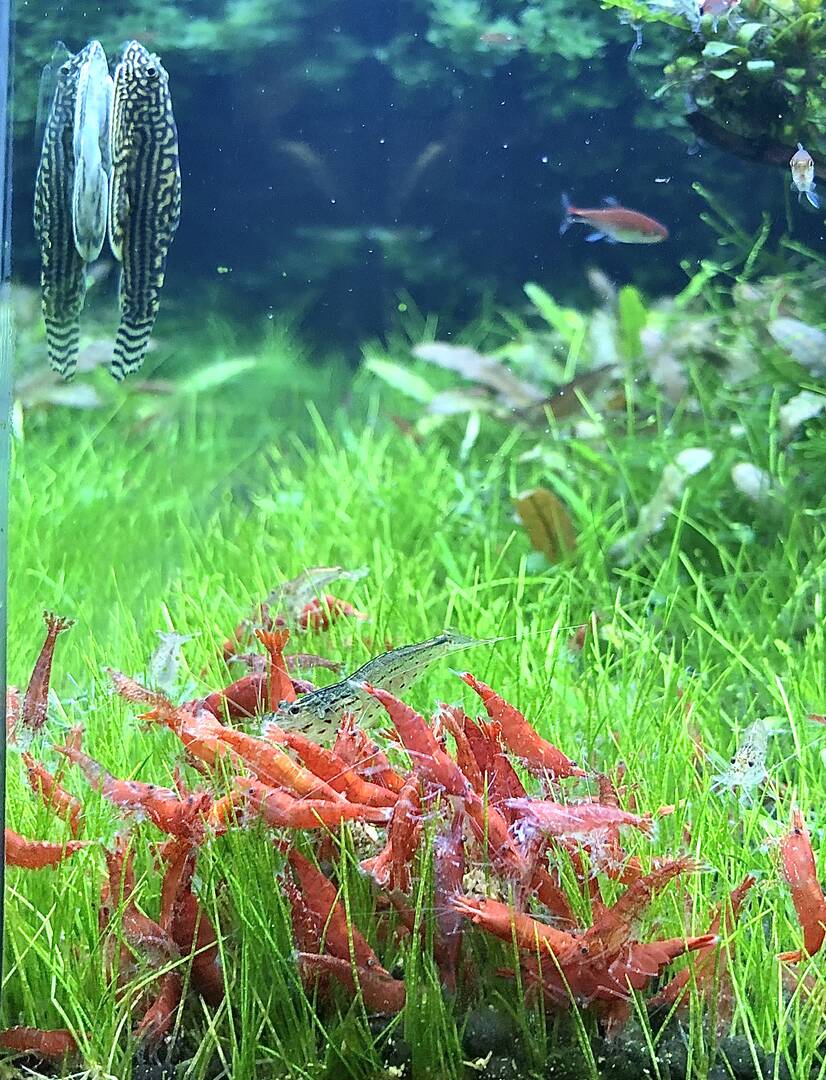 Both Amano shrimp dead after water change - General Chat - Aquarium Co ...