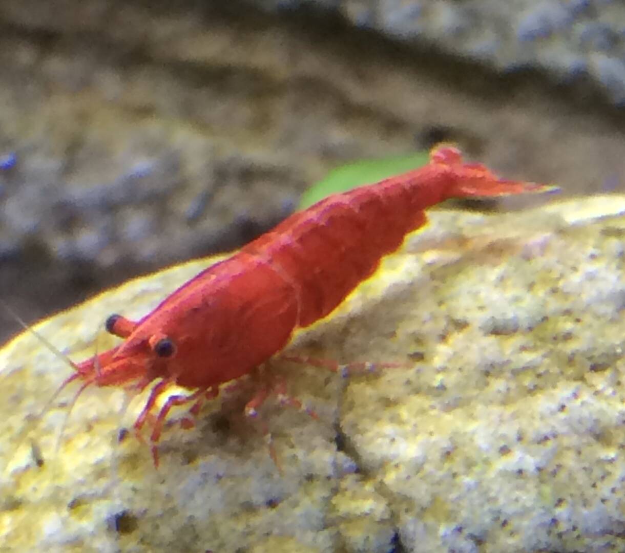 Most profitable colormorphs - Shrimp Chat - Aquarium Co-Op Forum