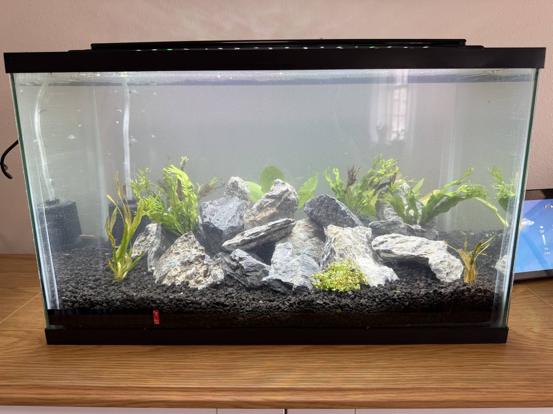 Introducing Nerite Snail To New Tank - Snails Chat - Aquarium Co-Op Forum